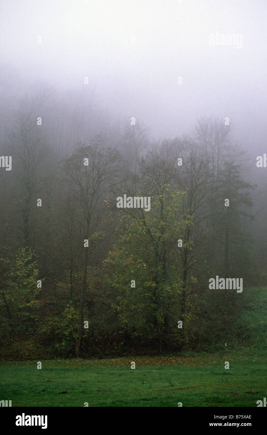 Autumn forest in the mist Stock Photo - Alamy