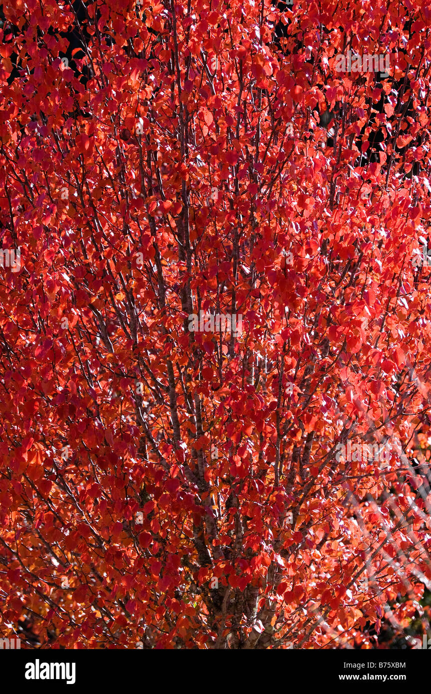 fall tree colors in countryside of North Florida Stock Photo - Alamy