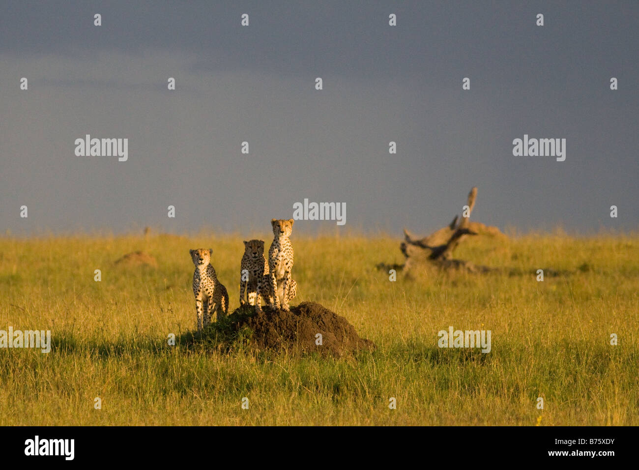 5 cheetahs hi-res stock photography and images - Alamy