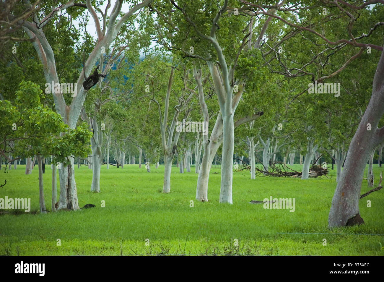 green Australian bush landscape Stock Photo - Alamy
