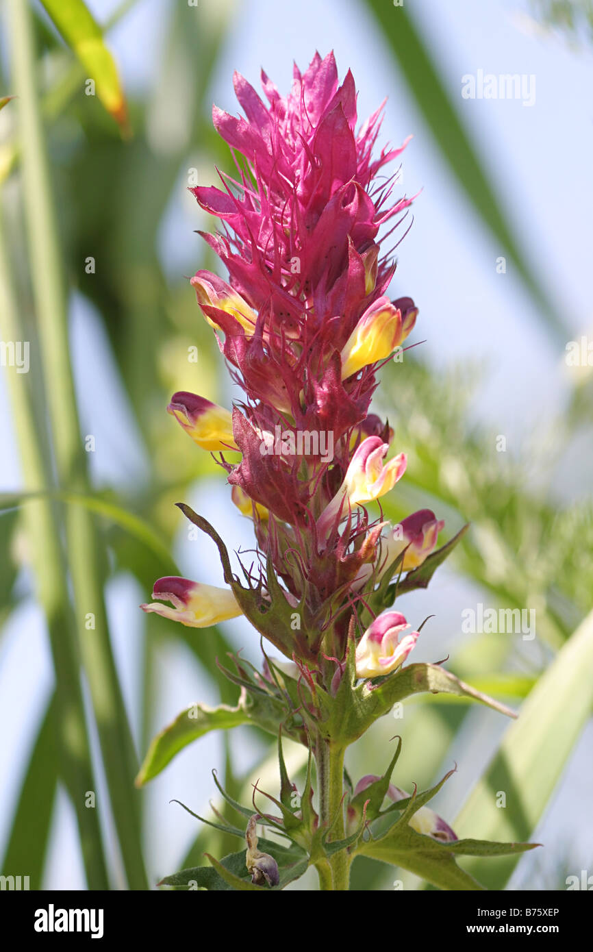 Field Cow-wheat 2 Stock Photo - Alamy