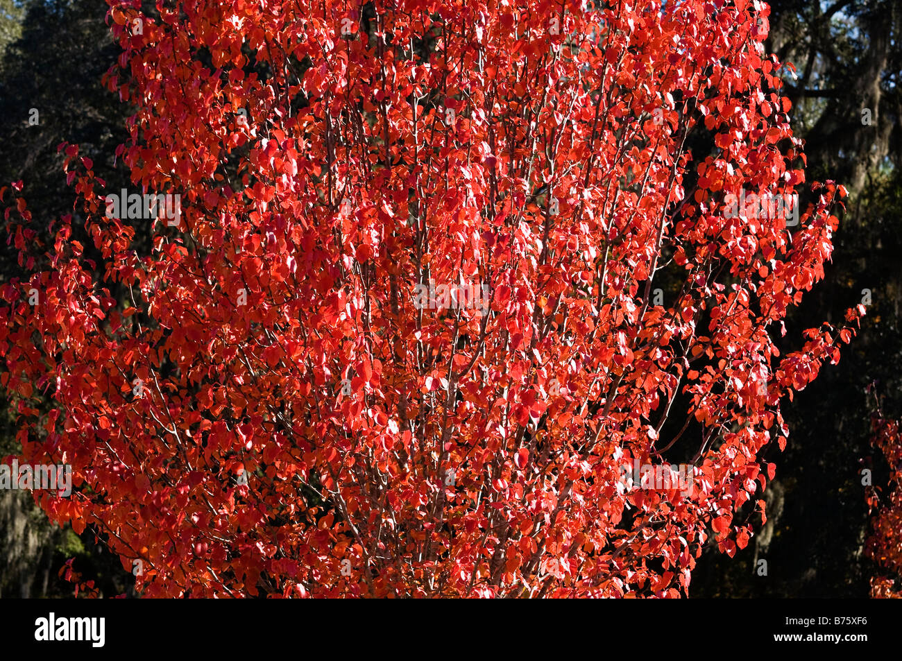 fall tree colors in countryside North Florida Stock Photo - Alamy