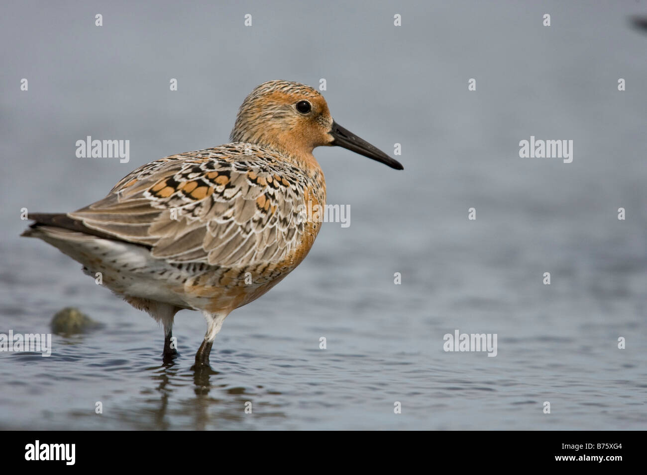 Red knot and bird and north america hi-res stock photography and images ...