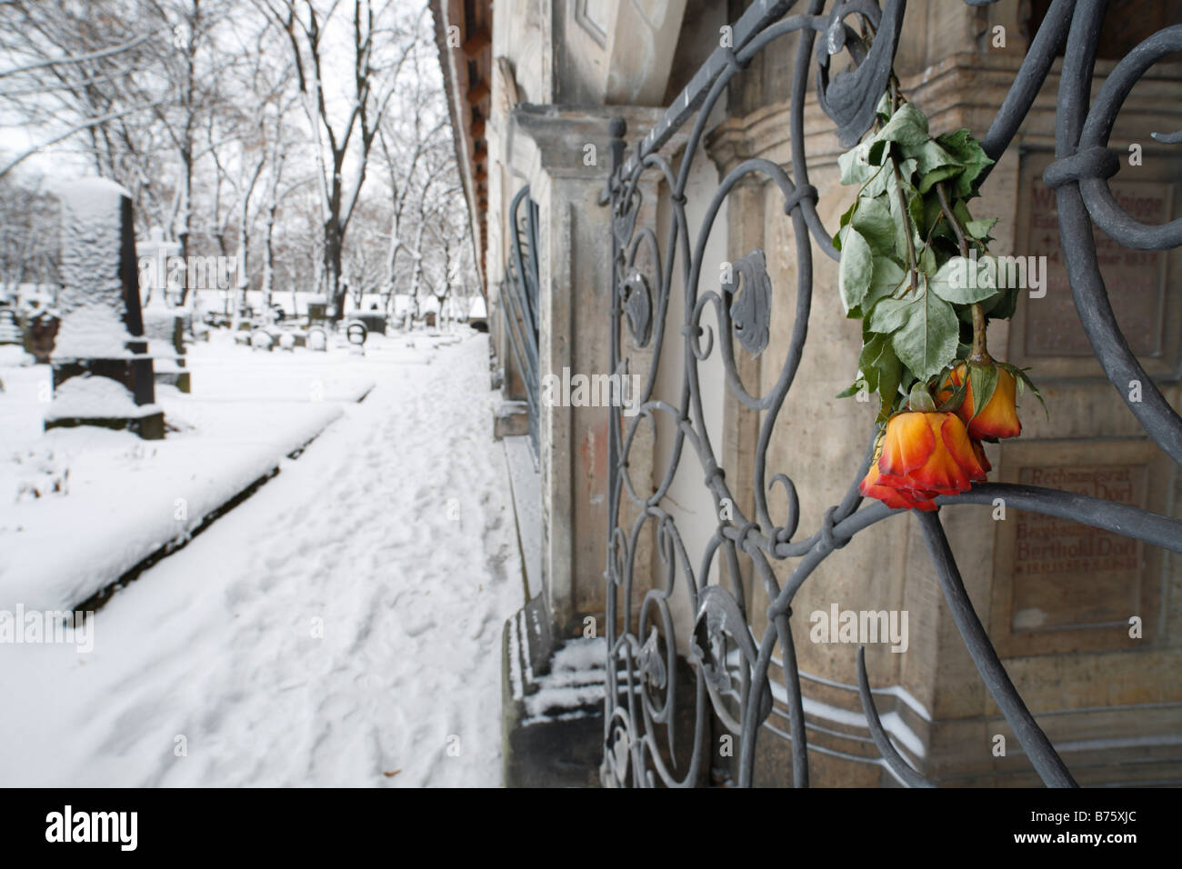 roses cling to wrought iron fence of a burial chamber at the cemetery ...