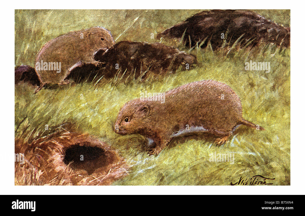 illustration of working field voles Stock Photo - Alamy