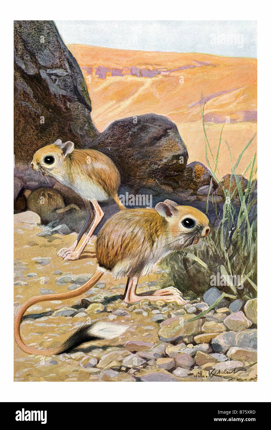 Jerboa egyptian hi-res stock photography and images - Alamy