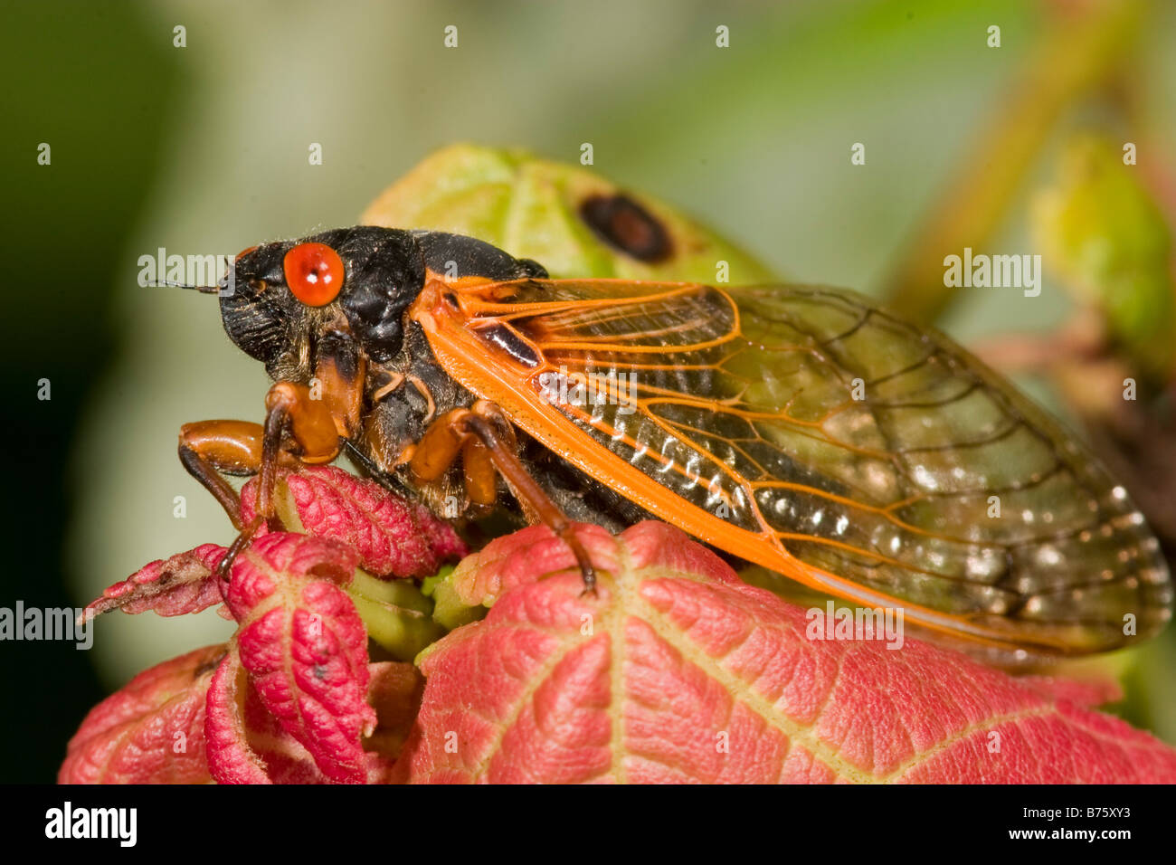 17 year cicadas hi-res stock photography and images - Alamy
