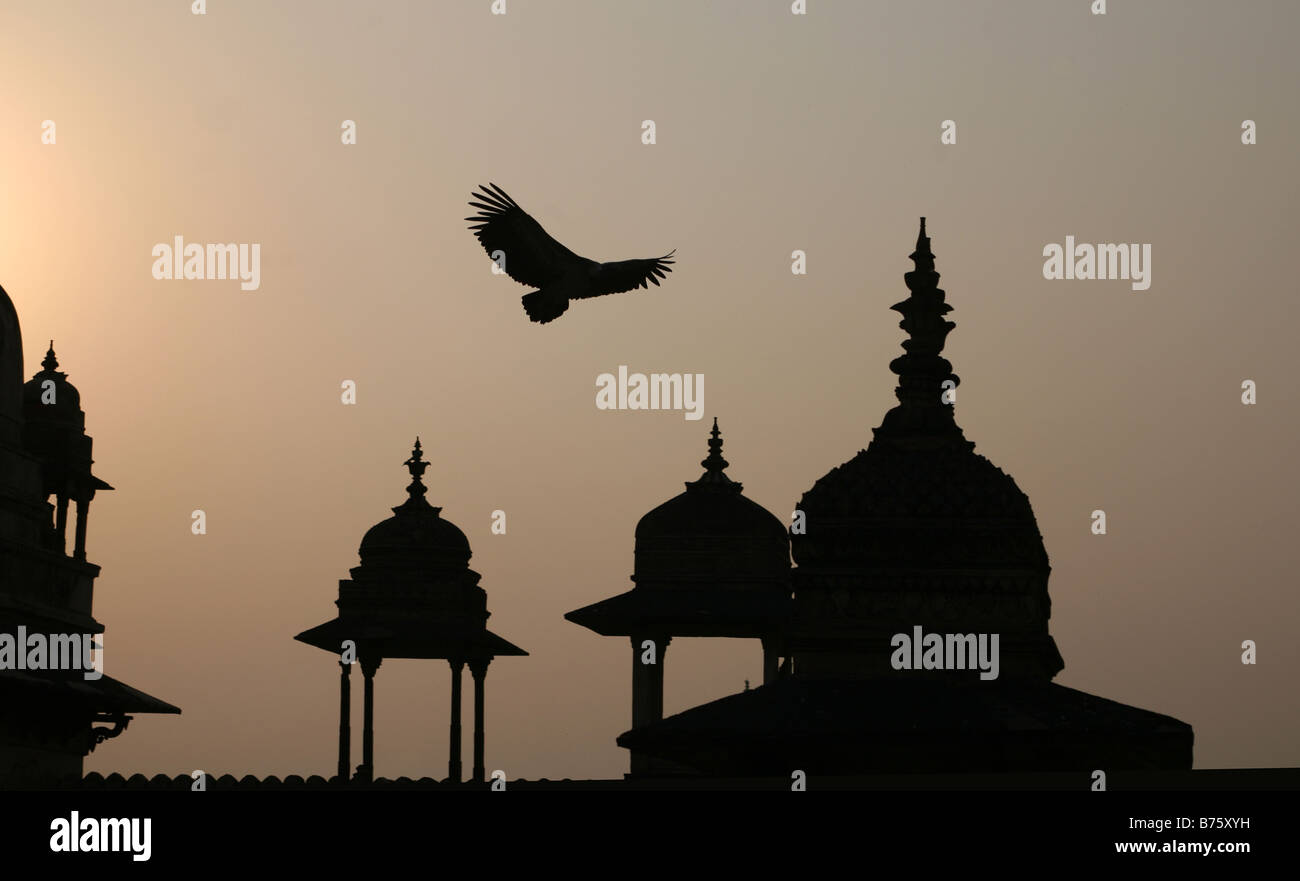 India bird wildlife orcha urchha hi-res stock photography and images ...