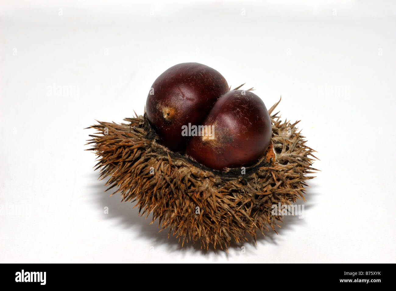 Closeup of a Chinese Chestnut bur with nuts inside Stock Photo - Alamy