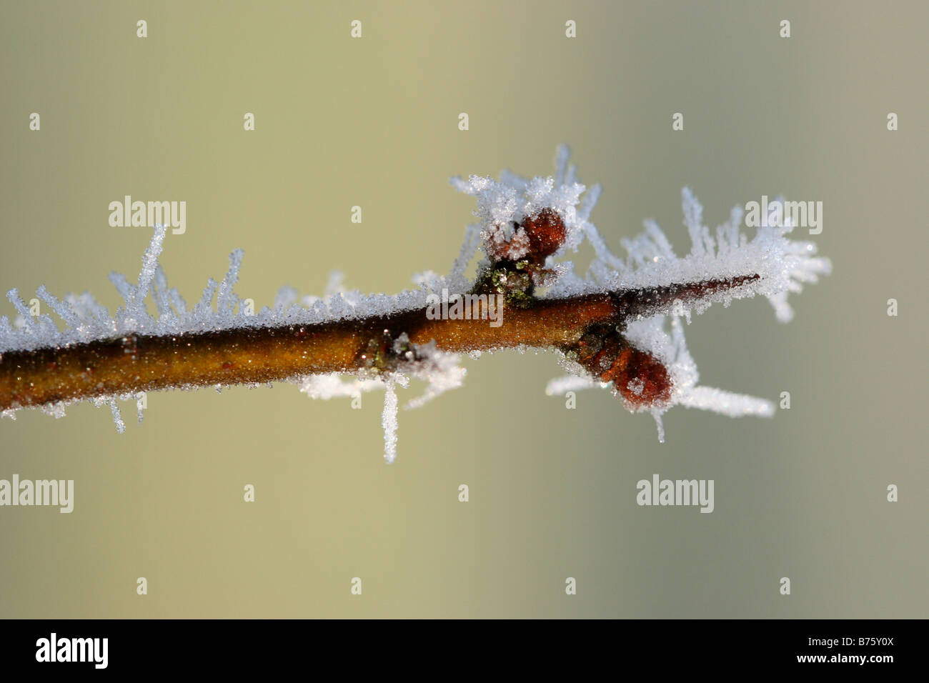 Twig covered in Ice Crystals Stock Photo - Alamy