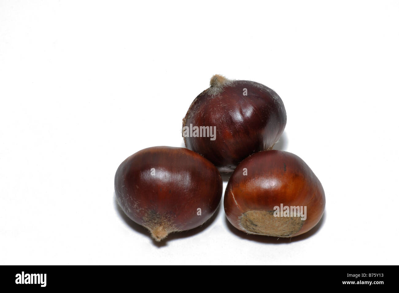 Closeup of Chinese Chestnuts Stock Photo - Alamy