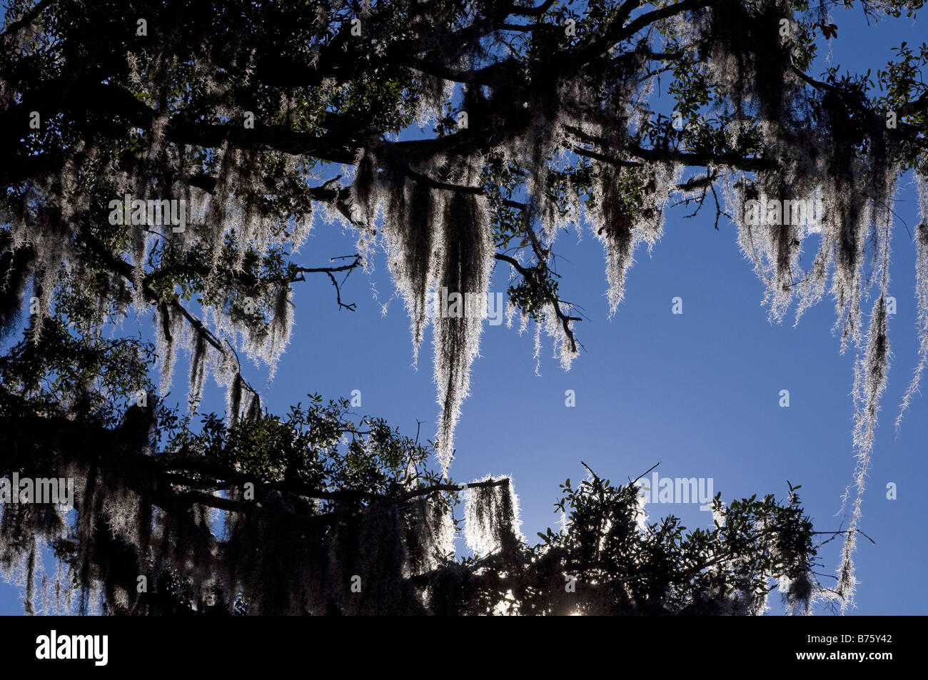 Spanish moss hanging from live oak tree backlit by morning sunlight ...