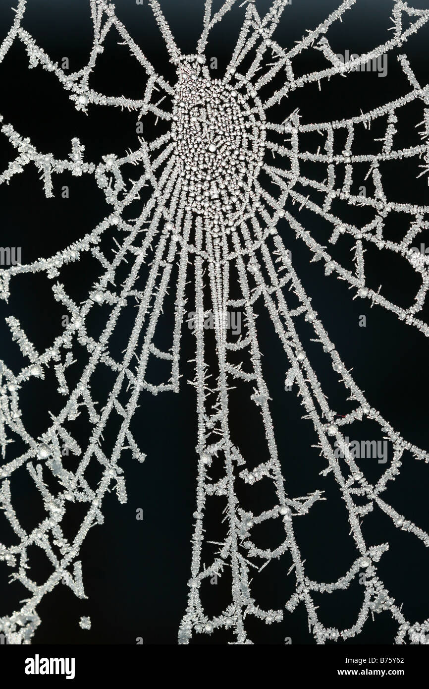 Spider web covered in frost hi-res stock photography and images - Alamy