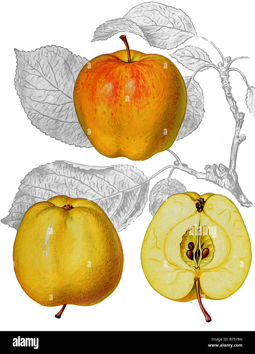 Illustration of the apple Filippa Stock Photo - Alamy