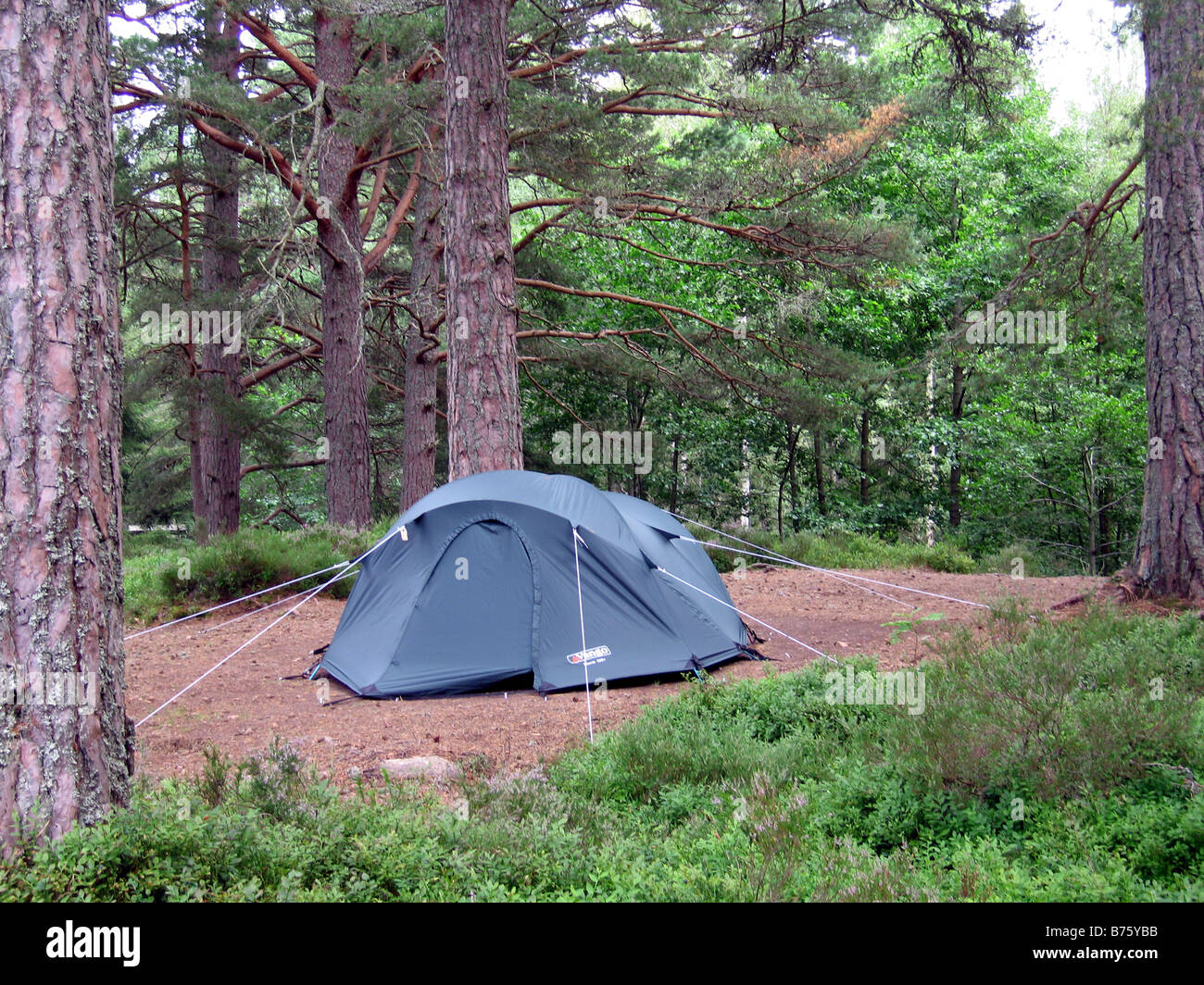 Camping Tent in Rothiemurchus Forest in the Scottish Highlands Stock ...