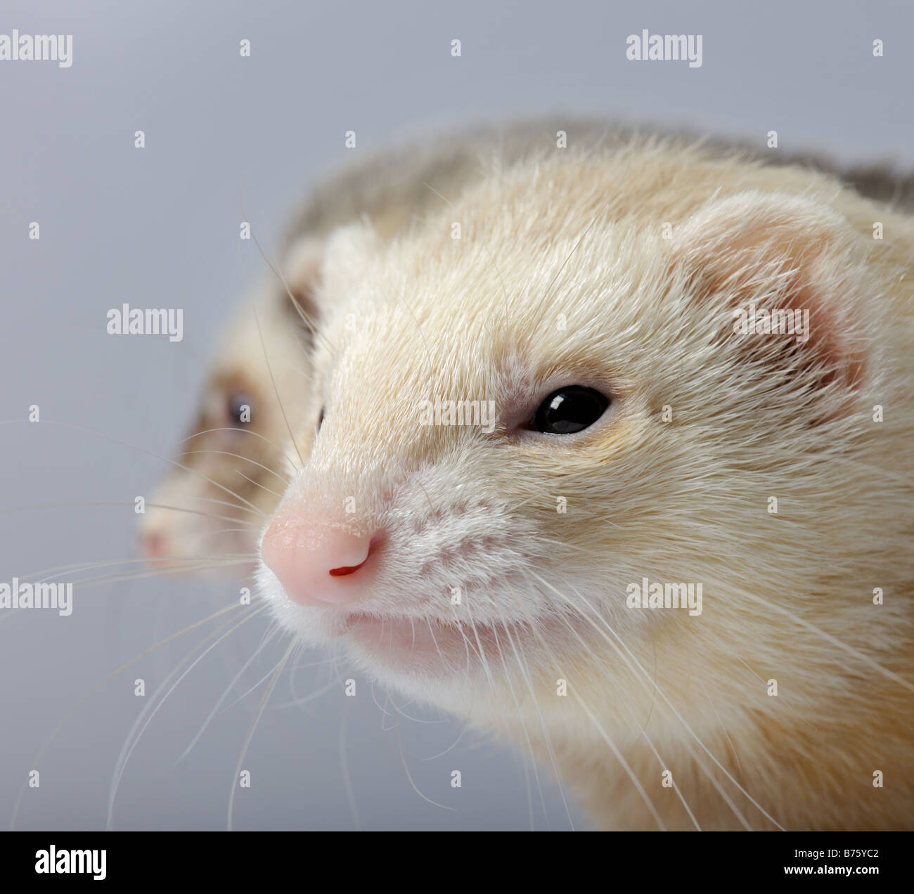 ferret in front of a grey background Stock Photo - Alamy