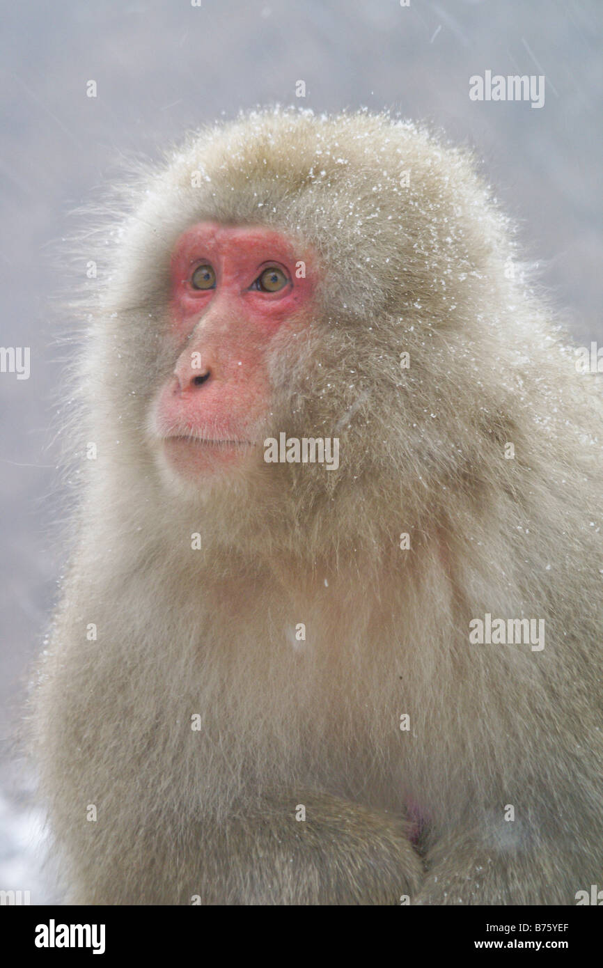 Snow monkey (Japanese macaque) at Jigokudani, Honshu, Japan Stock Photo ...
