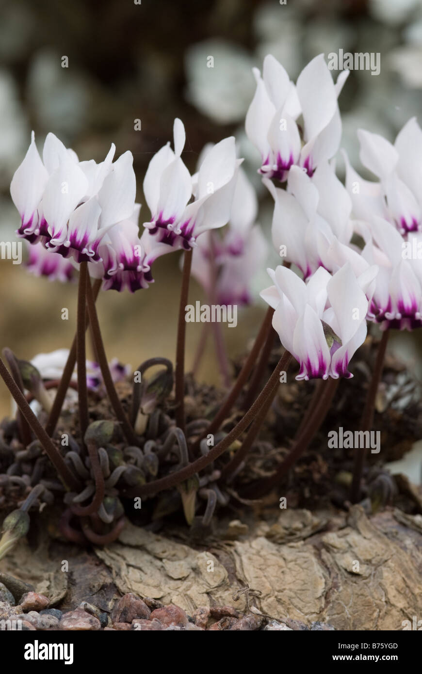 Myrsinaceae hi-res stock photography and images - Alamy