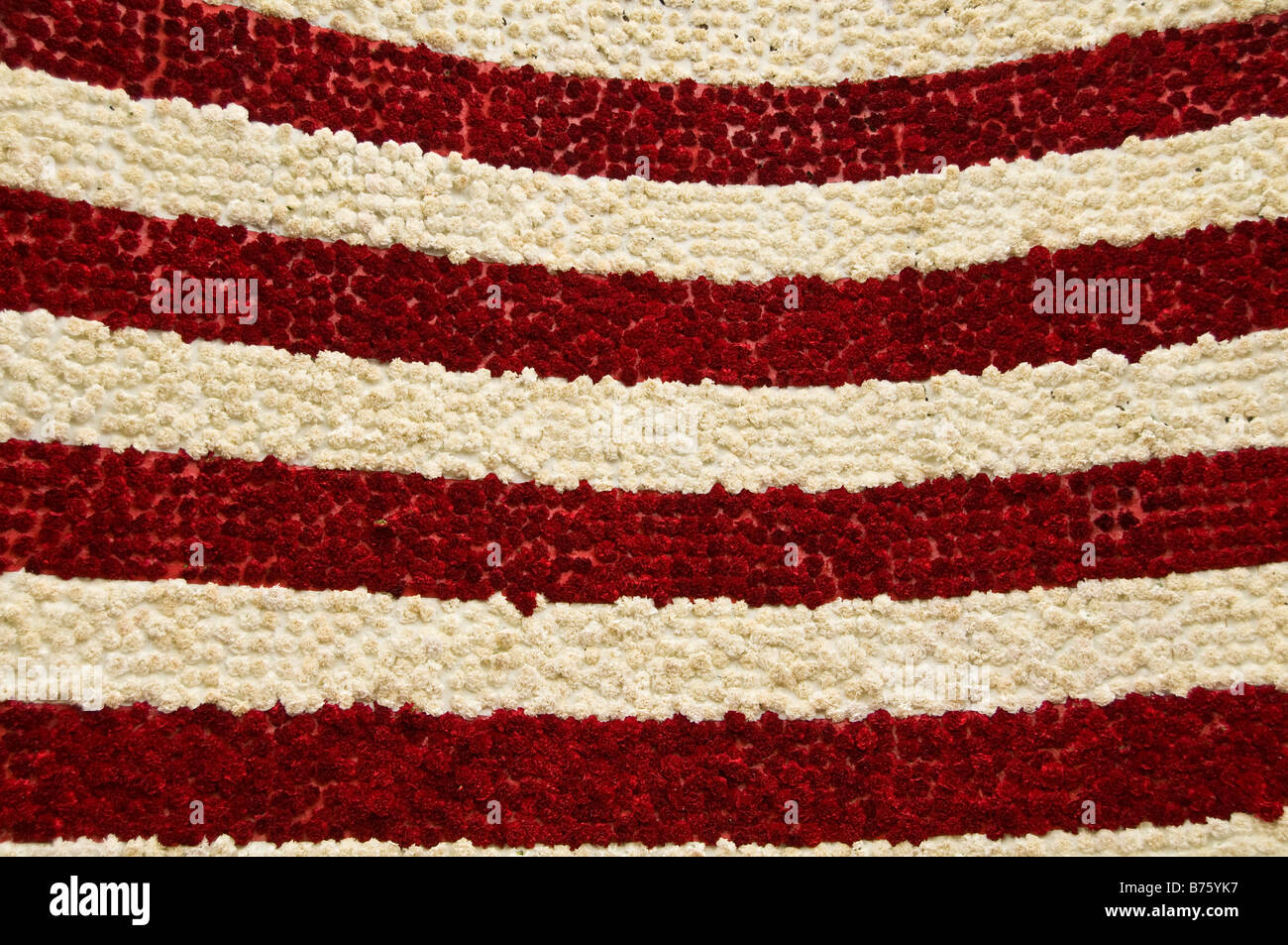 Red roses with the crowd hi-res stock photography and images - Alamy