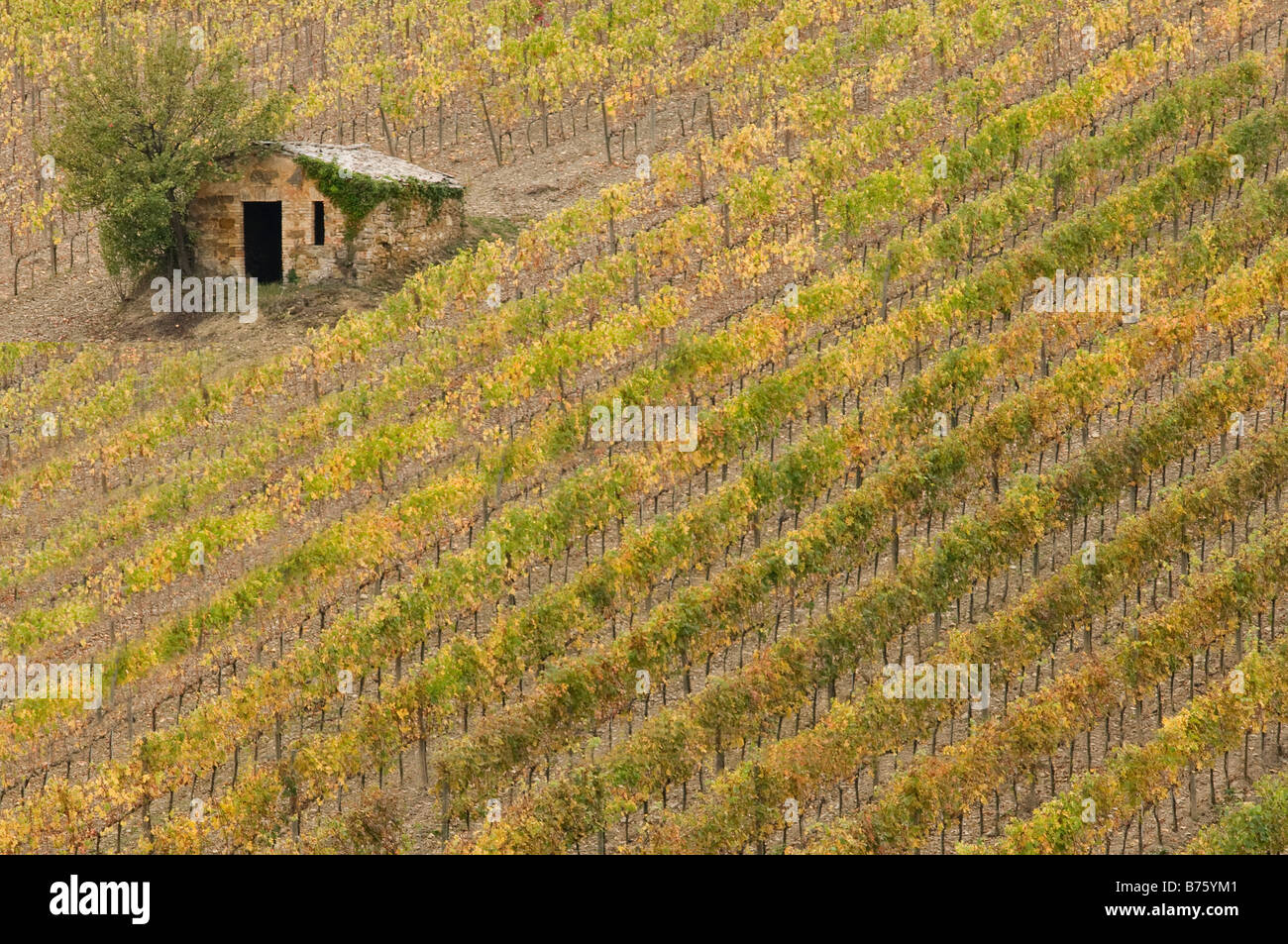 Famous grapevines hi-res stock photography and images - Alamy