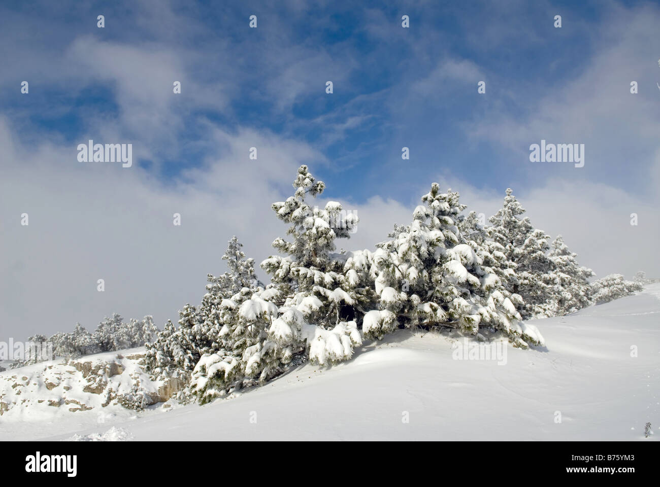 Fur trees under snow against the dark blue sky Stock Photo - Alamy