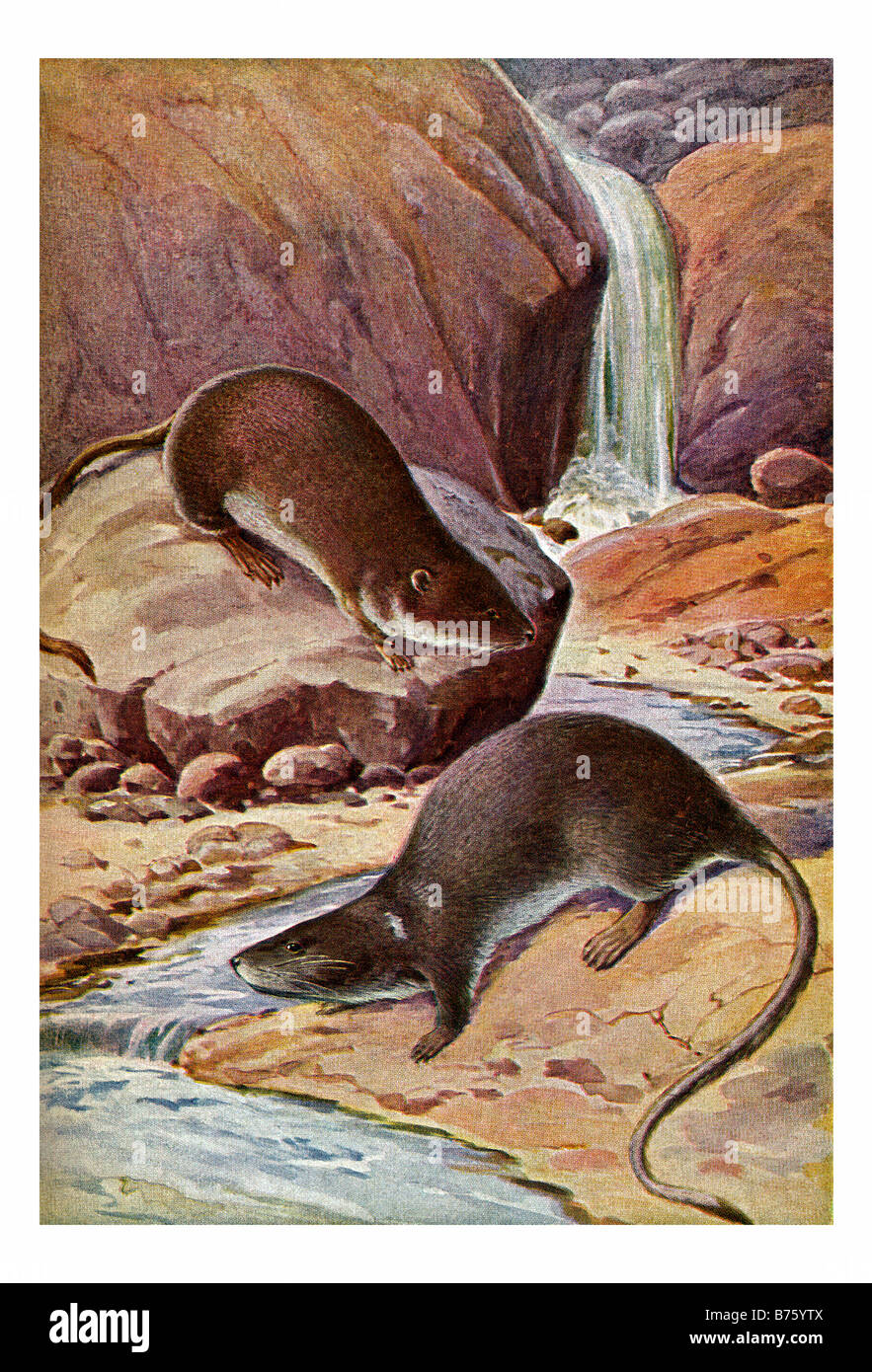 Crab eating rat hi-res stock photography and images - Alamy