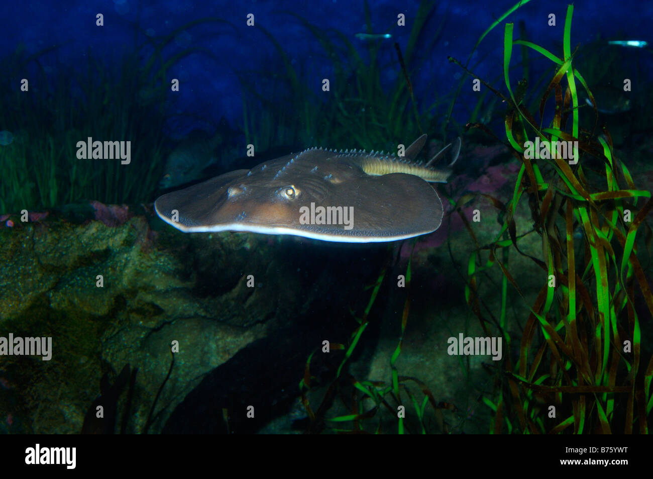 Thornback ray Platyrhinoidis triseriata captive Stock Photo - Alamy