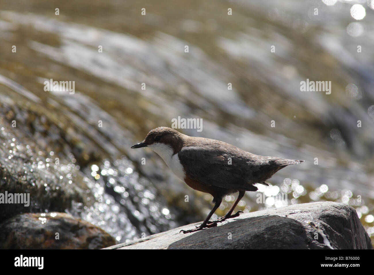 Dipper perched hi-res stock photography and images - Alamy
