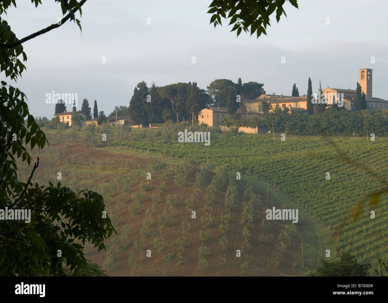 Early morning light over Tuscan vineyard Stock Photo - Alamy