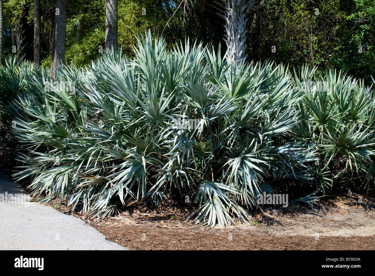 Saw palmettos (Serenoa repens), also known as palmetto surrounding a ...