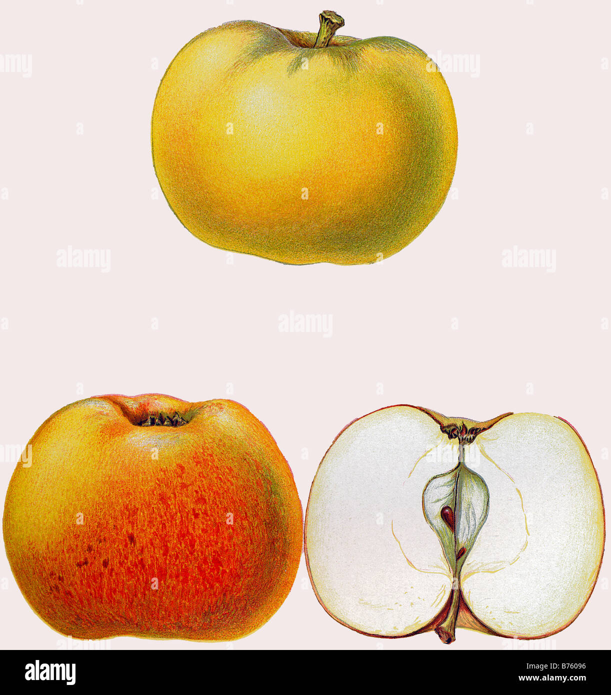 Illustration of the apple "blenheims renett Stock Photo - Alamy