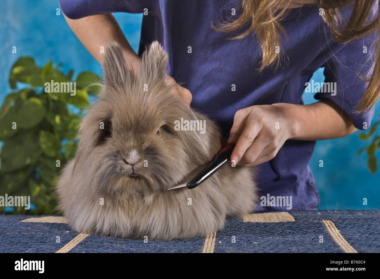 domestic rabbit (Oryctolagus cuniculus f. domestica), girl combing long ...