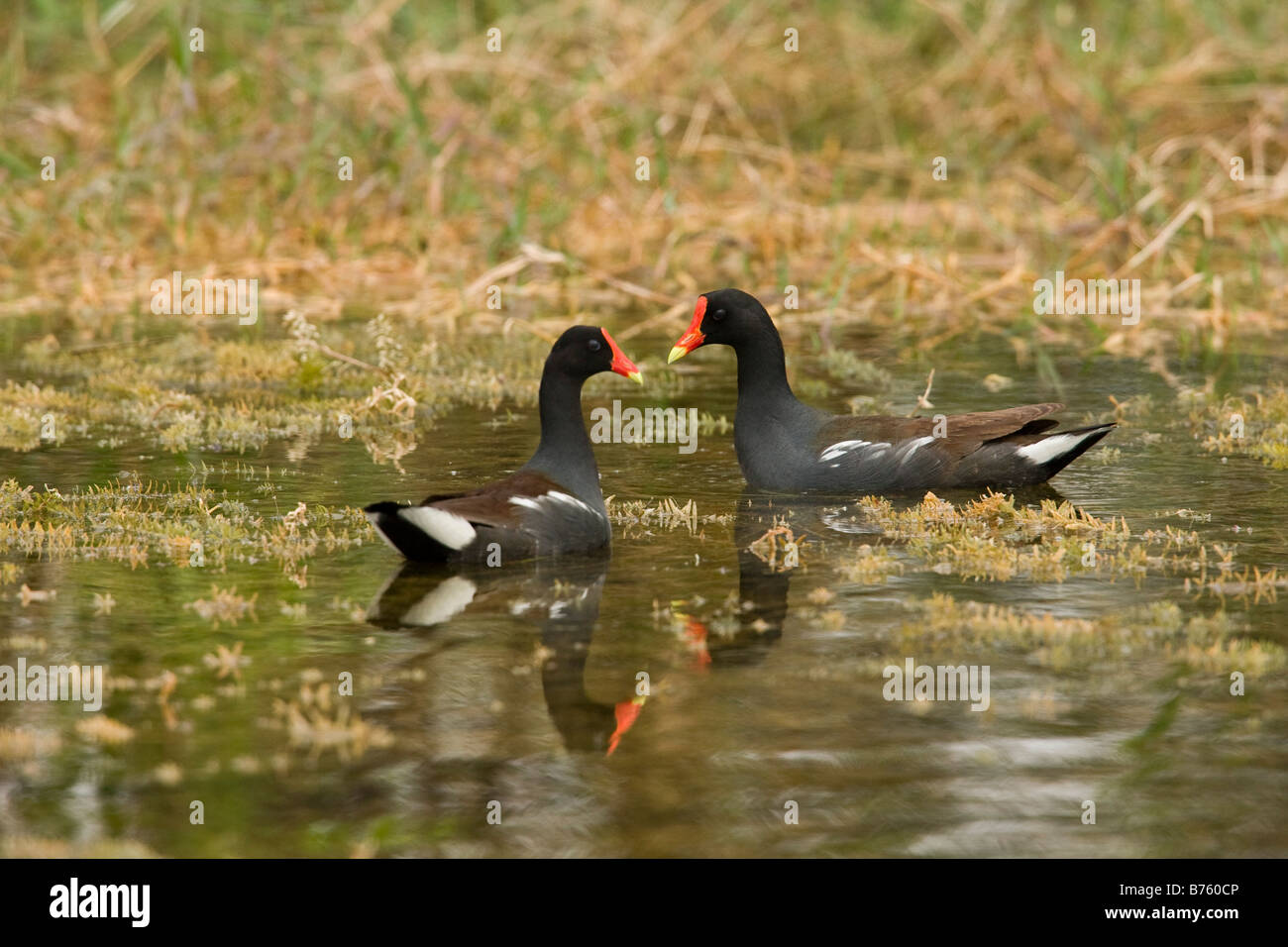 Common moorhens gallinula chloropus hi-res stock photography and images ...
