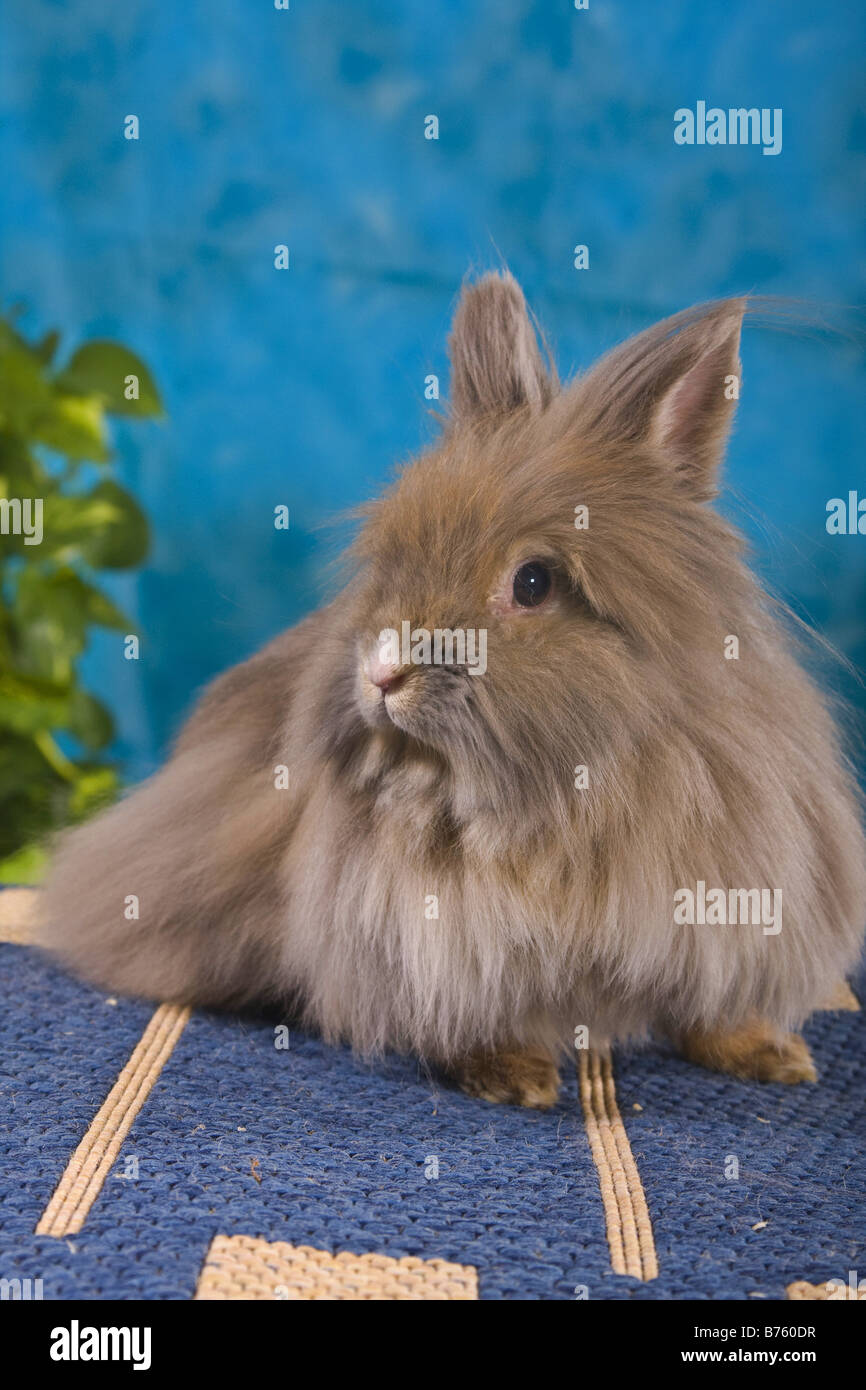 domestic rabbit (Oryctolagus cuniculus f. domestica), long-haired ...