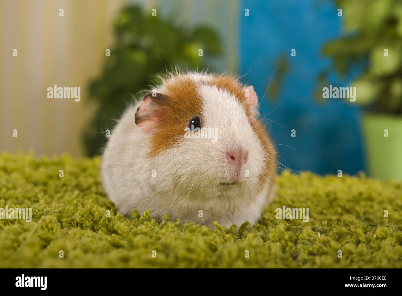 US Teddy Guinea pig, US Teddy (Cavia aperea f. porcellus), portrait ...