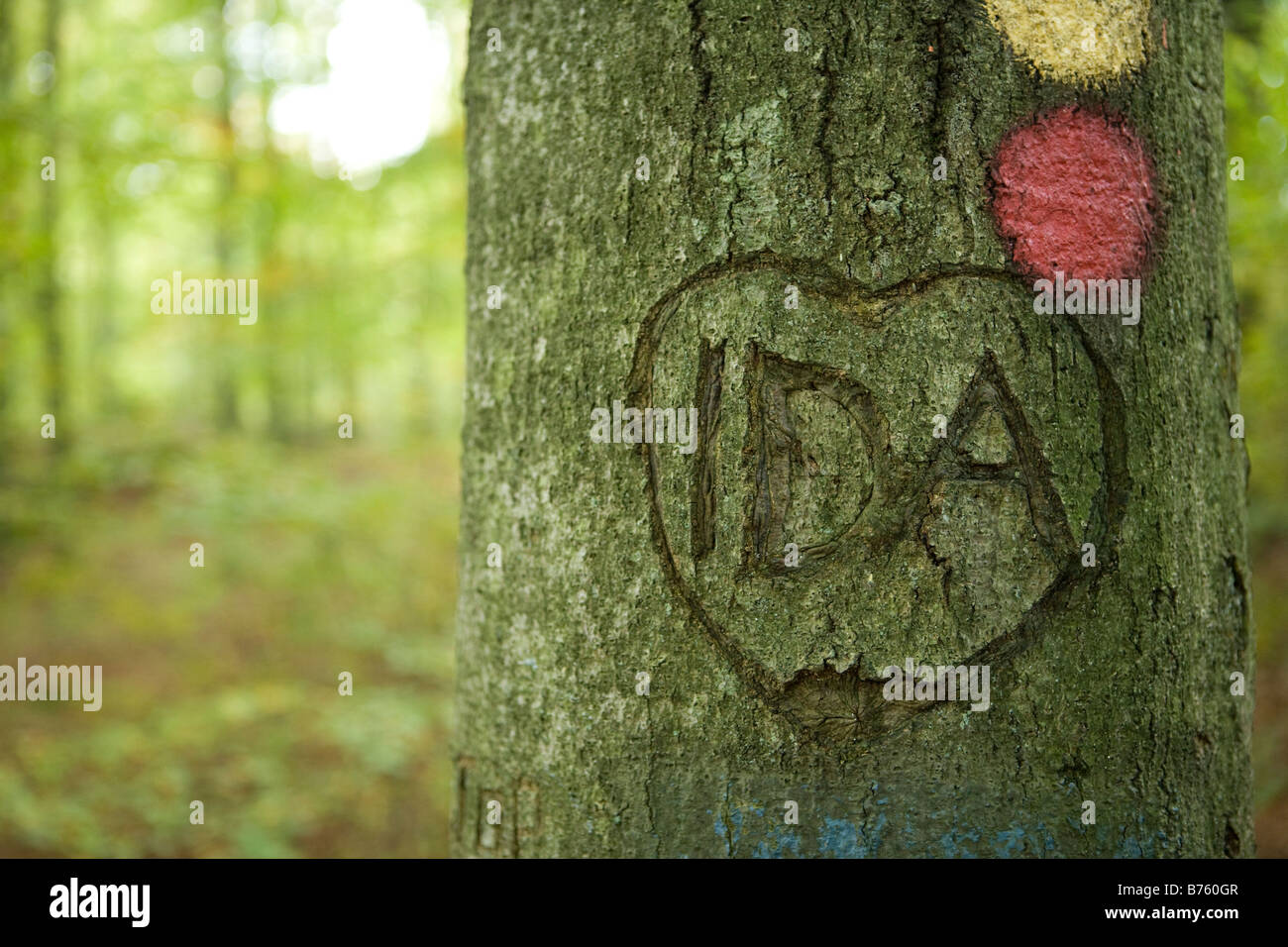 Carved name tree hi-res stock photography and images - Alamy