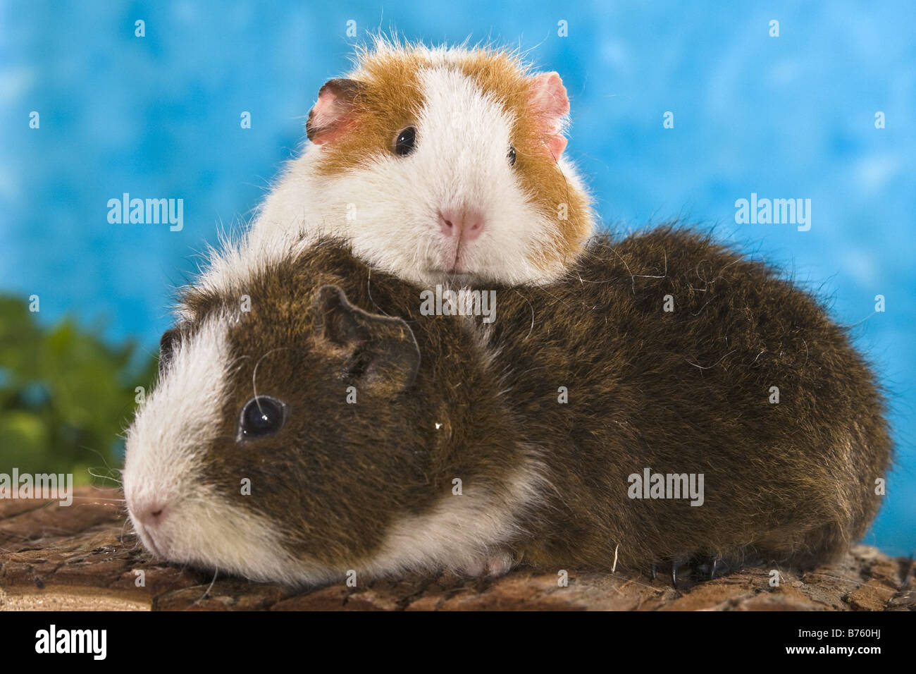 US Teddy Guinea pig, US Teddy (Cavia aperea f. porcellus), two animals ...