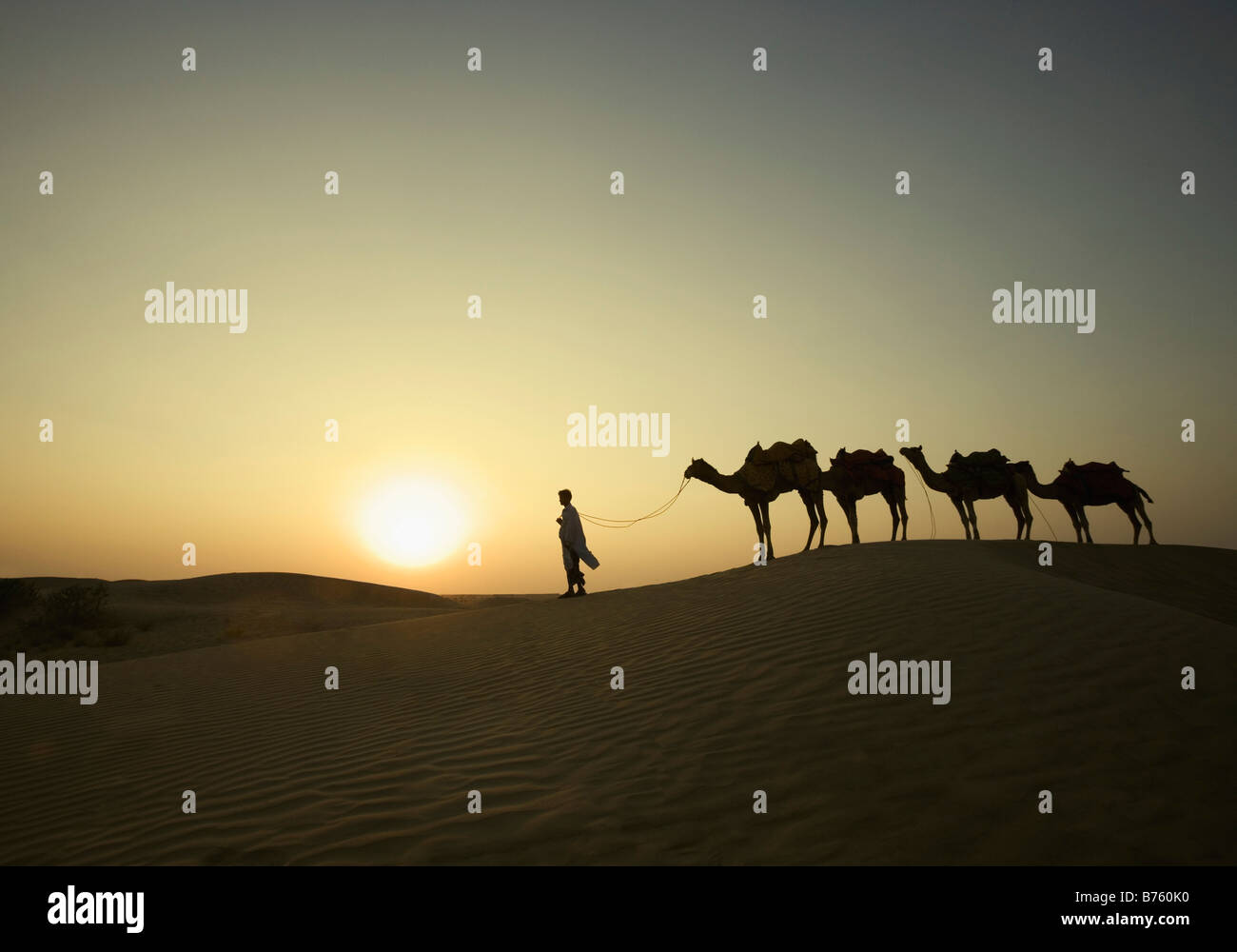 Four camels standing in a row with a man, Jaisalmer, Rajasthan, India ...