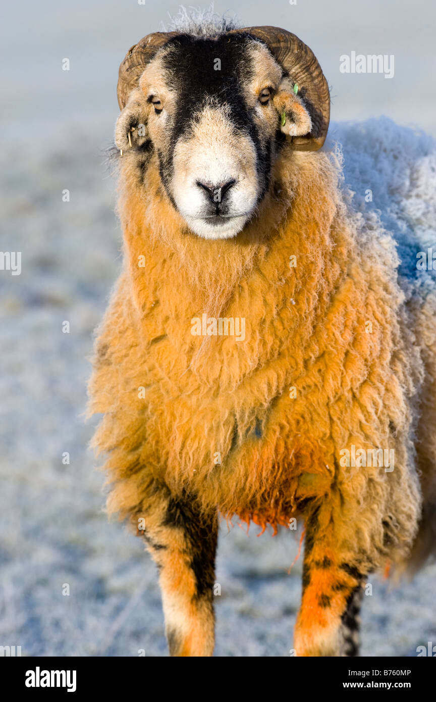 Sheep with dye mark hi-res stock photography and images - Alamy