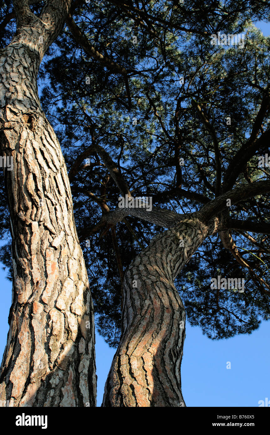 Umbrella pine hi-res stock photography and images - Alamy