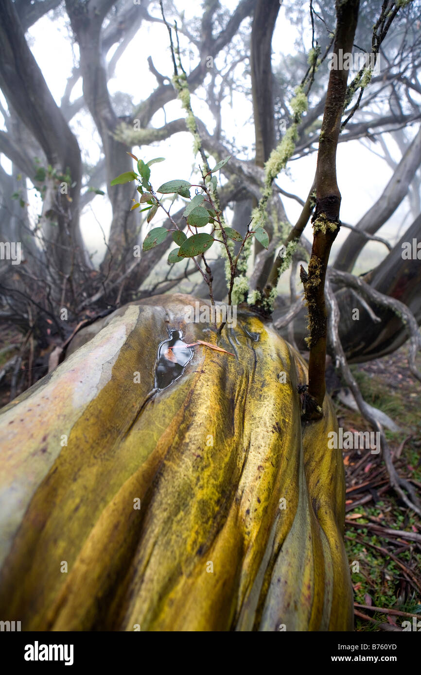 Snow gum tree hi-res stock photography and images - Alamy