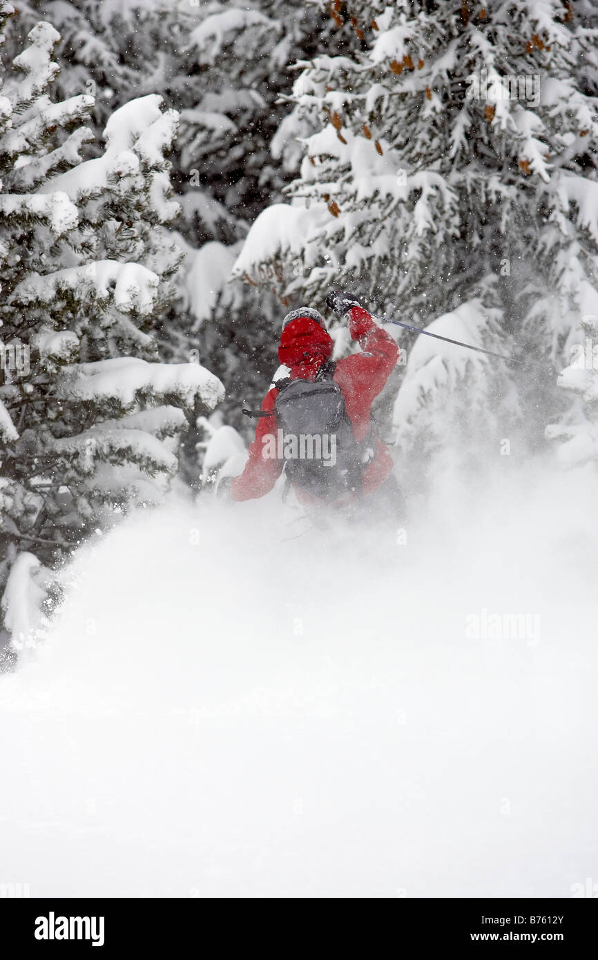 Rear view of male skier tree skiing in deep fresh powder snow in a ...