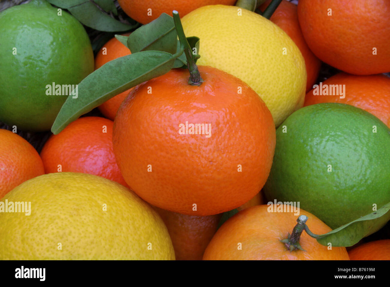Five citrus fruit hi-res stock photography and images - Alamy