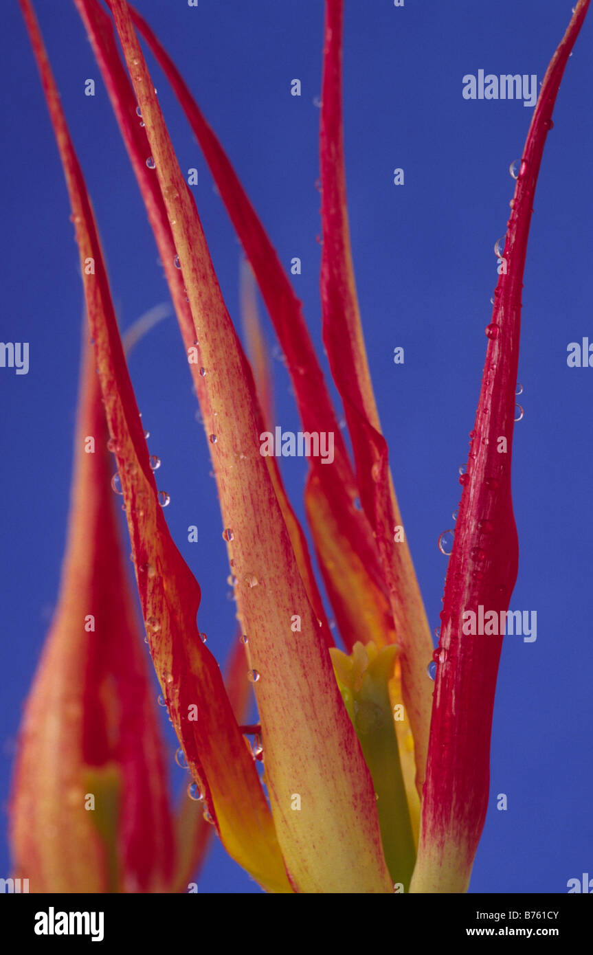 Tulipa acuminata (Horned tulip) Miscellaneous group Stock Photo - Alamy