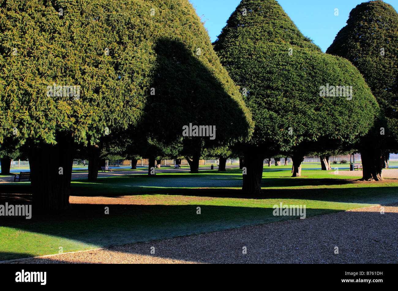 Yew trees in Hampton Court Palace grounds Surrey Stock Photo - Alamy