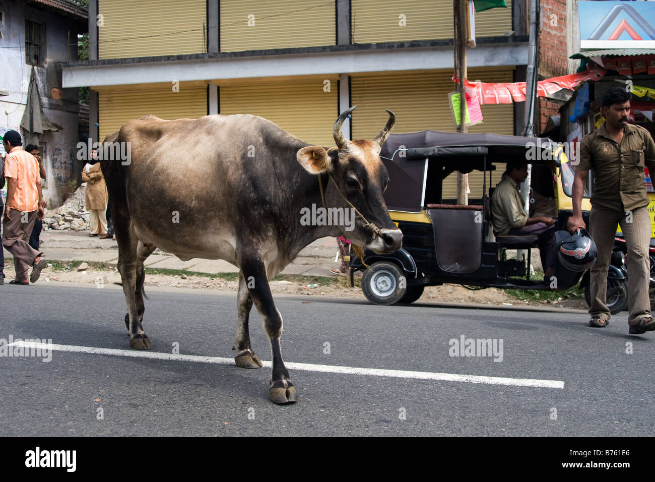Cow on indian road hi-res stock photography and images - Alamy