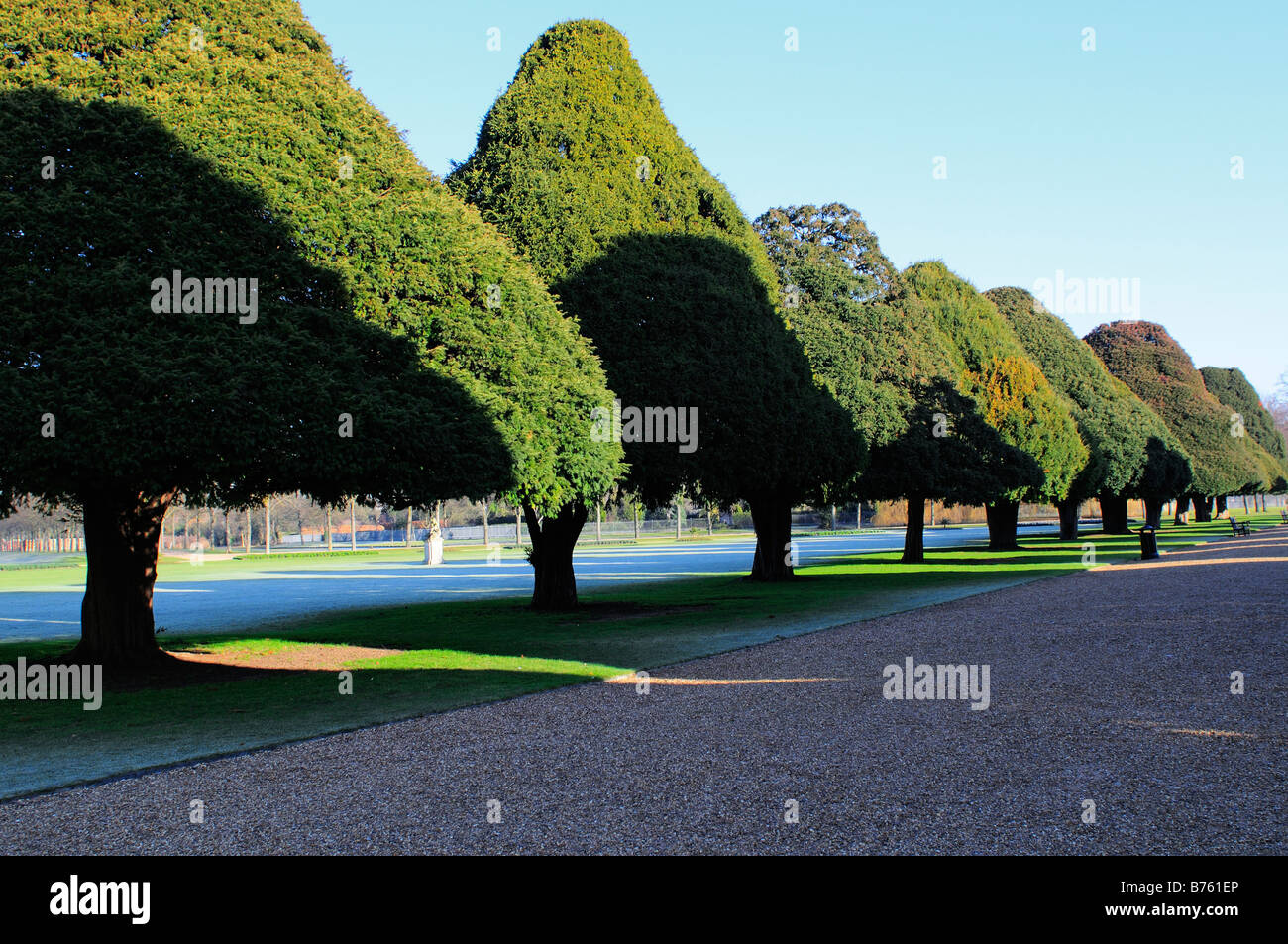 Yew trees in Hampton Court Palace grounds Surrey Stock Photo - Alamy