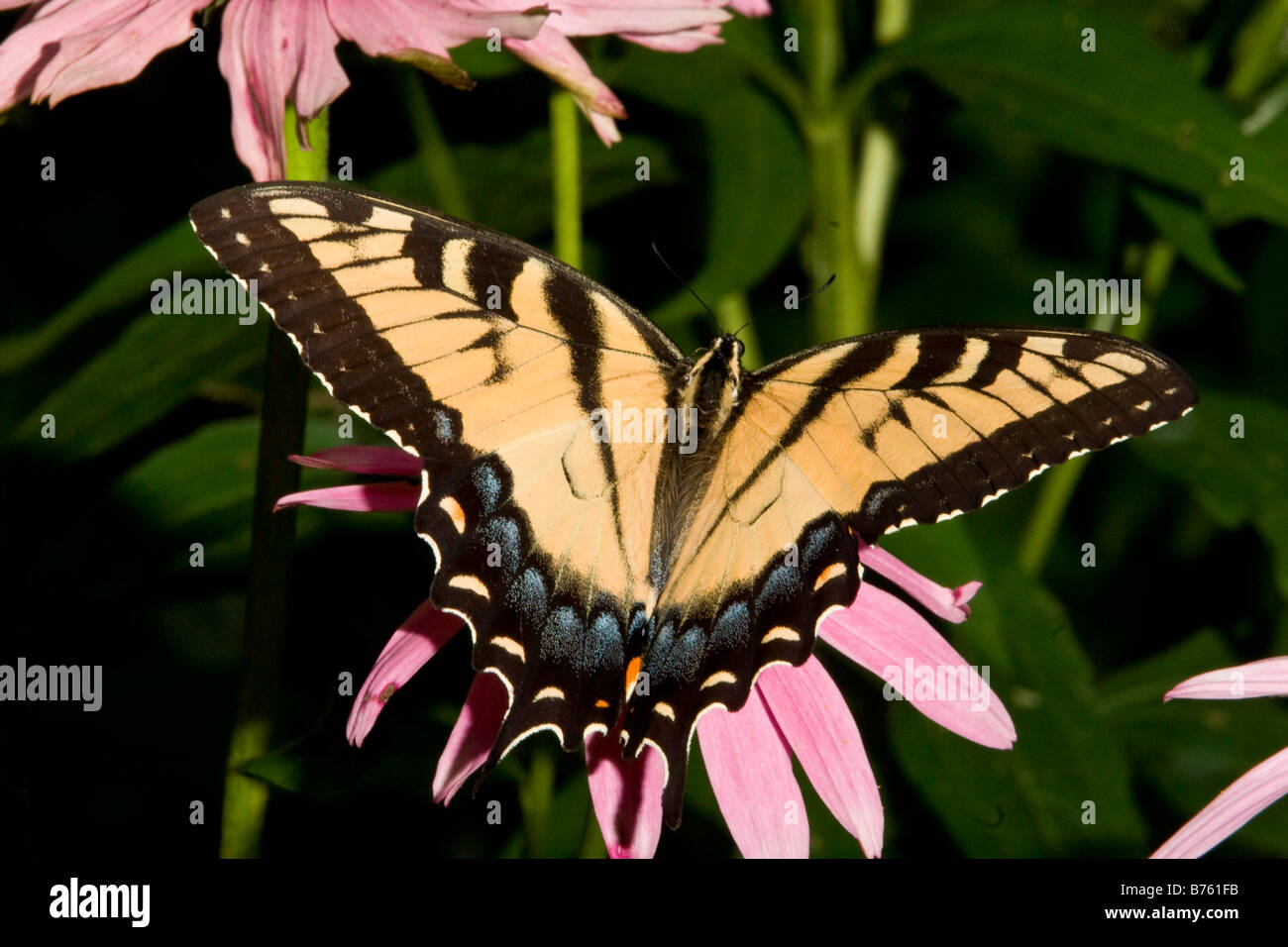 Eastern Tiger Swallowtail (Papilio glaucus),female, on coneflower Stock ...