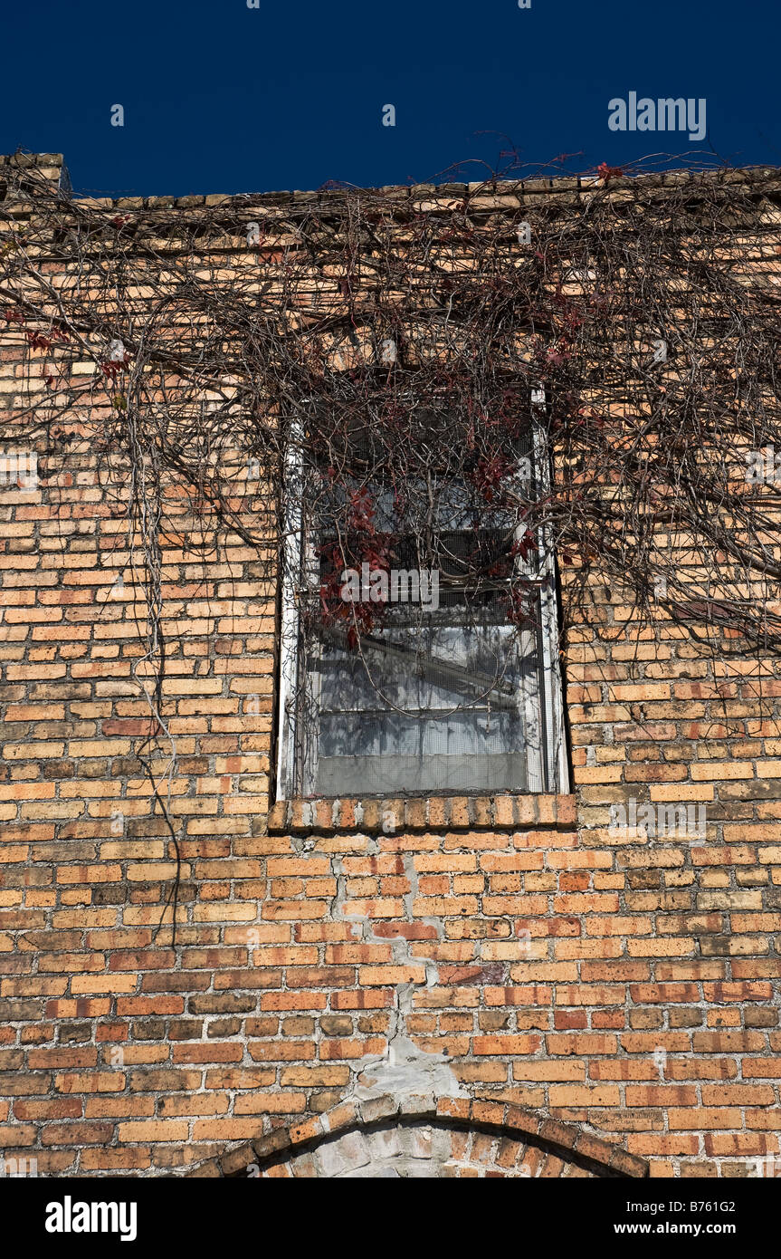 Vine covered small building hi-res stock photography and images - Alamy