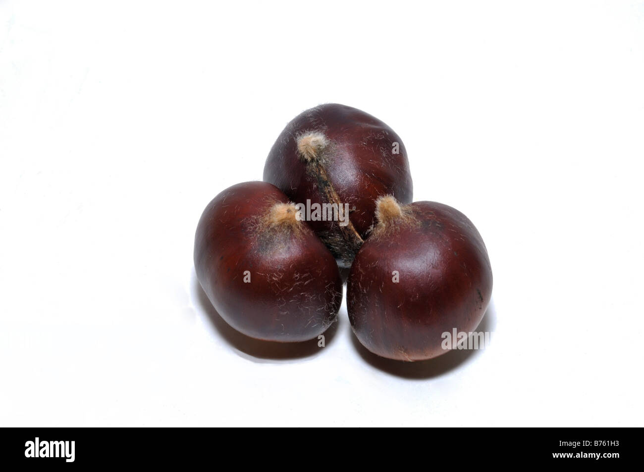 Closeup of Chinese Chestnuts Stock Photo - Alamy